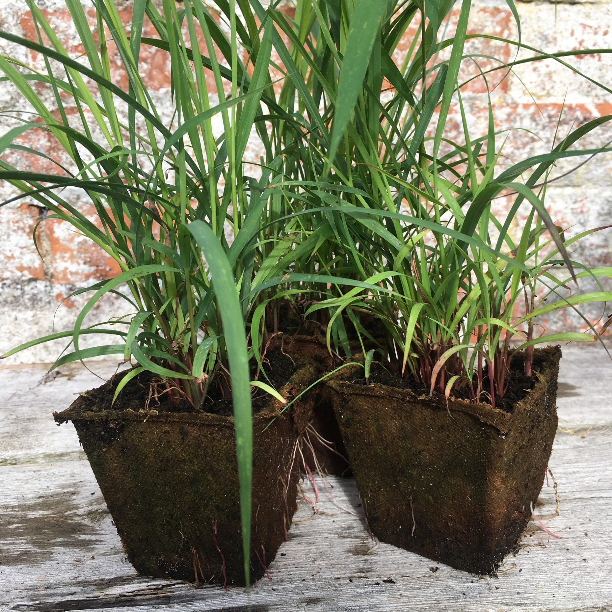 Lemon Grass Herb Plug Plants Rocket Gardens