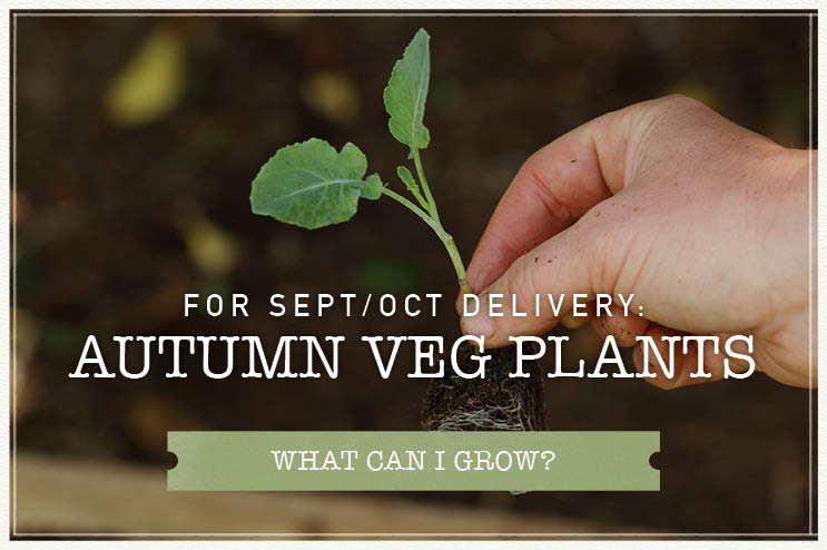 Vegetable Plug Plants Rocket Gardens Grow Your Own