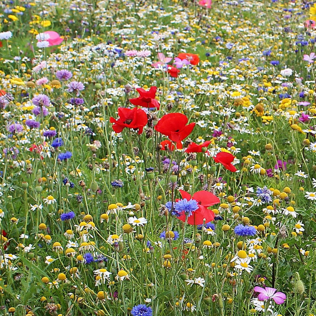 Wildflower Plants | Plug Plants | Order Online Wildflower Plants | Plug Plants | Order Online